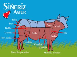 Descubre las principales partes de la vaca en español: una guía ...